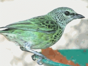 Spotted Tanager (Tangara punctata) - Planet of Birds
