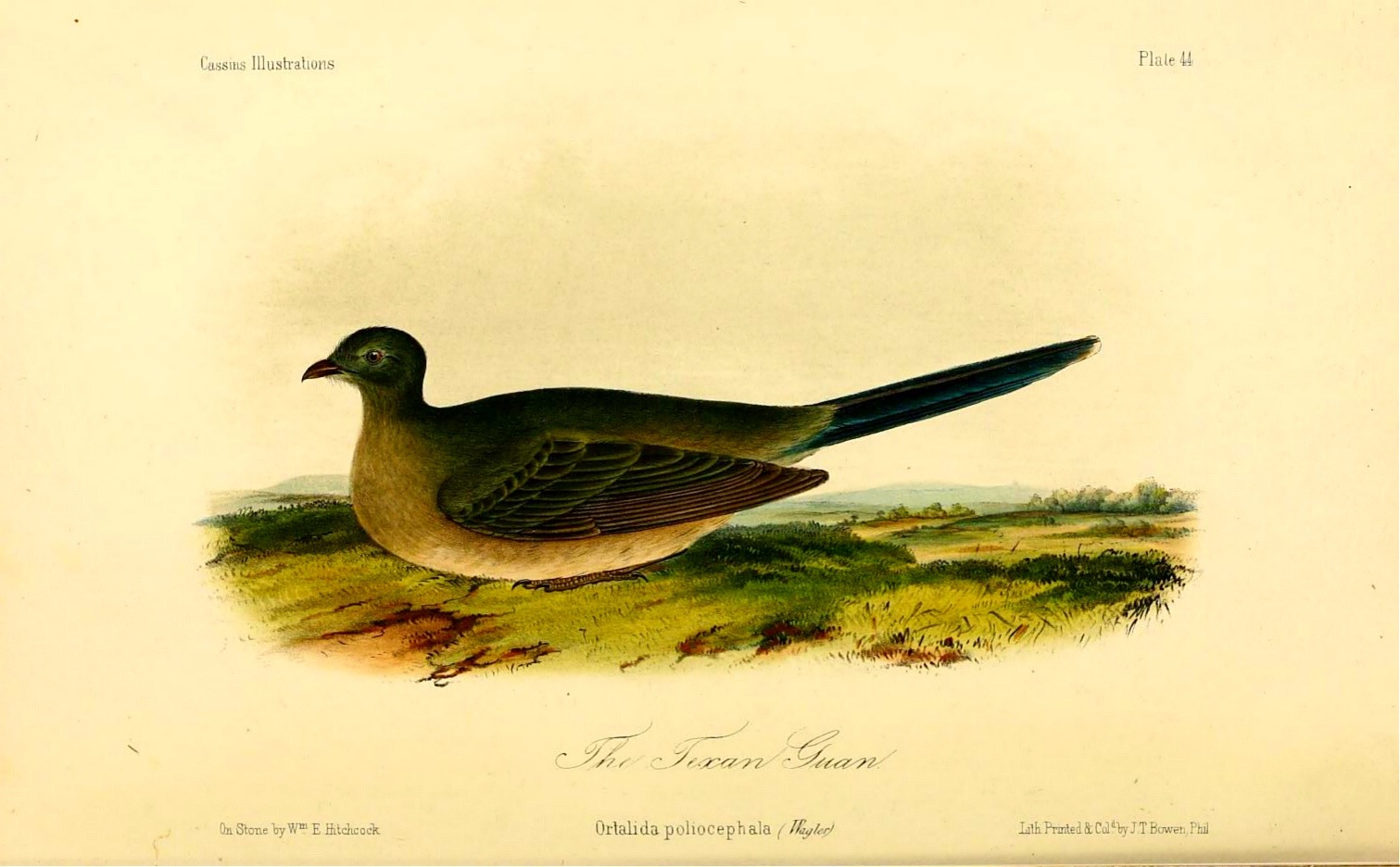 Bird stories, the Plain and Black Chachalaca – Planet of Birds