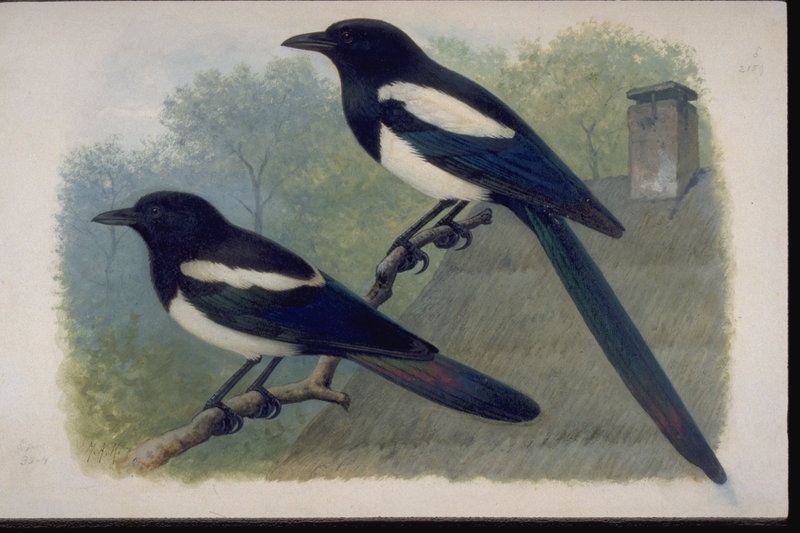 The Magpie who wanted his tail back – Planet of Birds