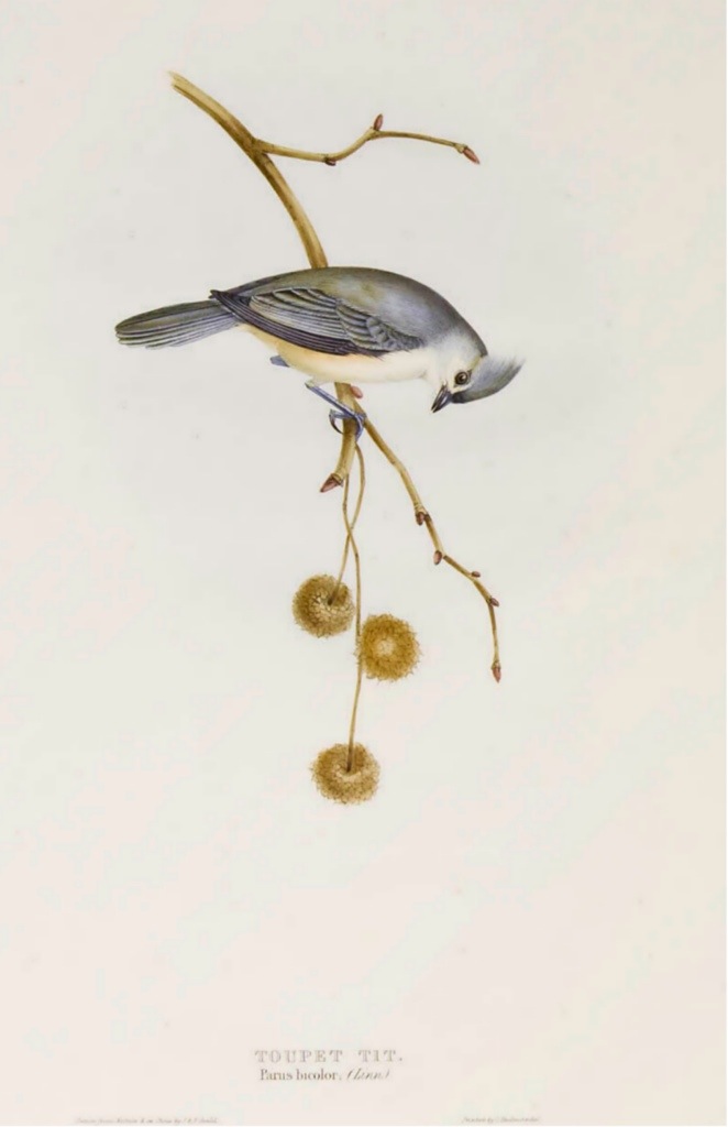 Why the Chickadee is a true teller and the Titmouse a liar – Planet of ...