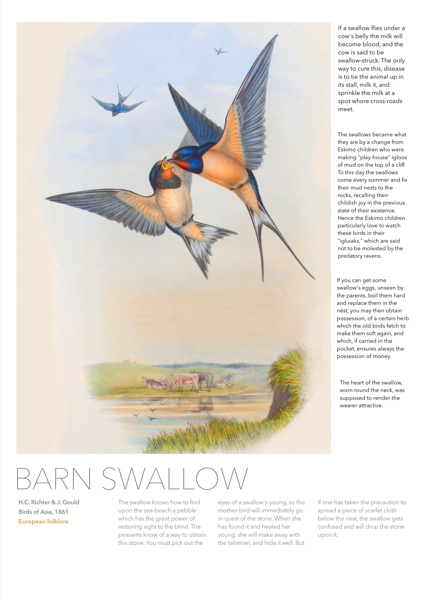 Barn Swallow folk lore poster – Planet of Birds